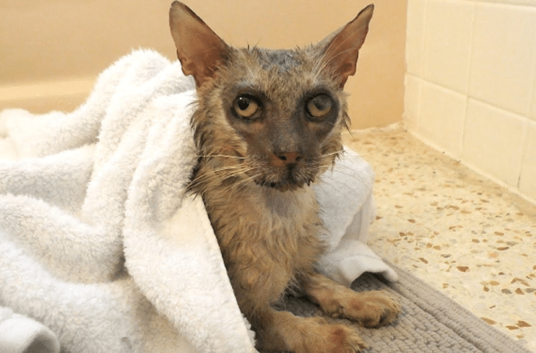 Long Haired Werewolf Cat - ThePetsAbout