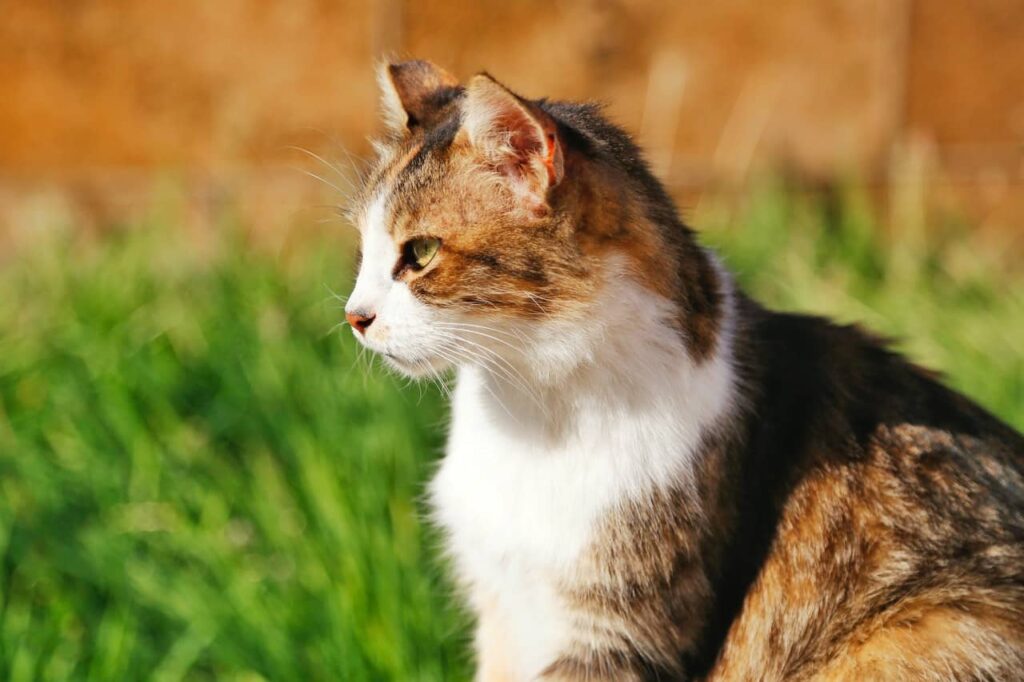 Unraveling the Mysteries of Male Cats: Anatomy, Behavior, and Beyond ...